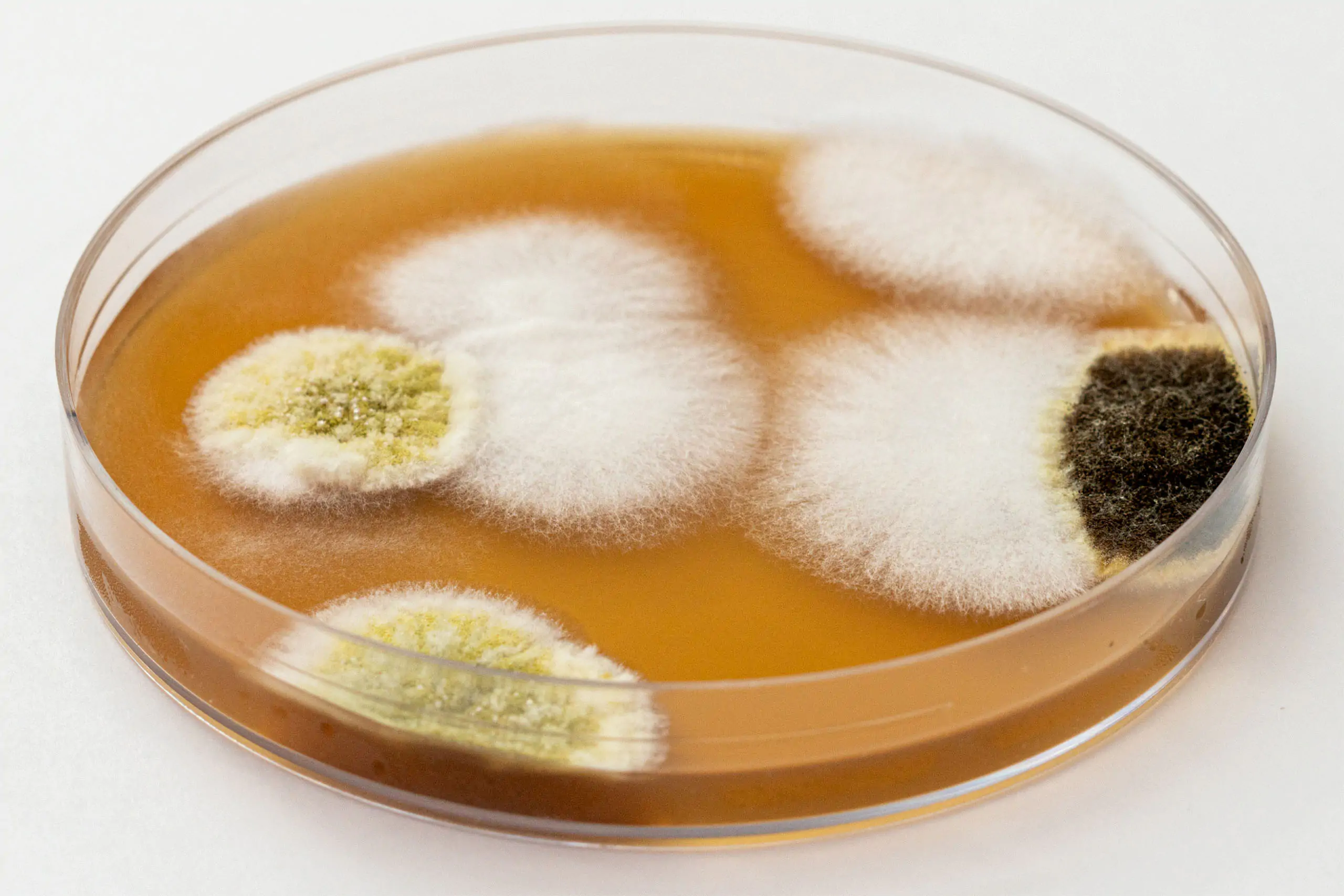 Surface Hygiene Testing Biotech Testing Services